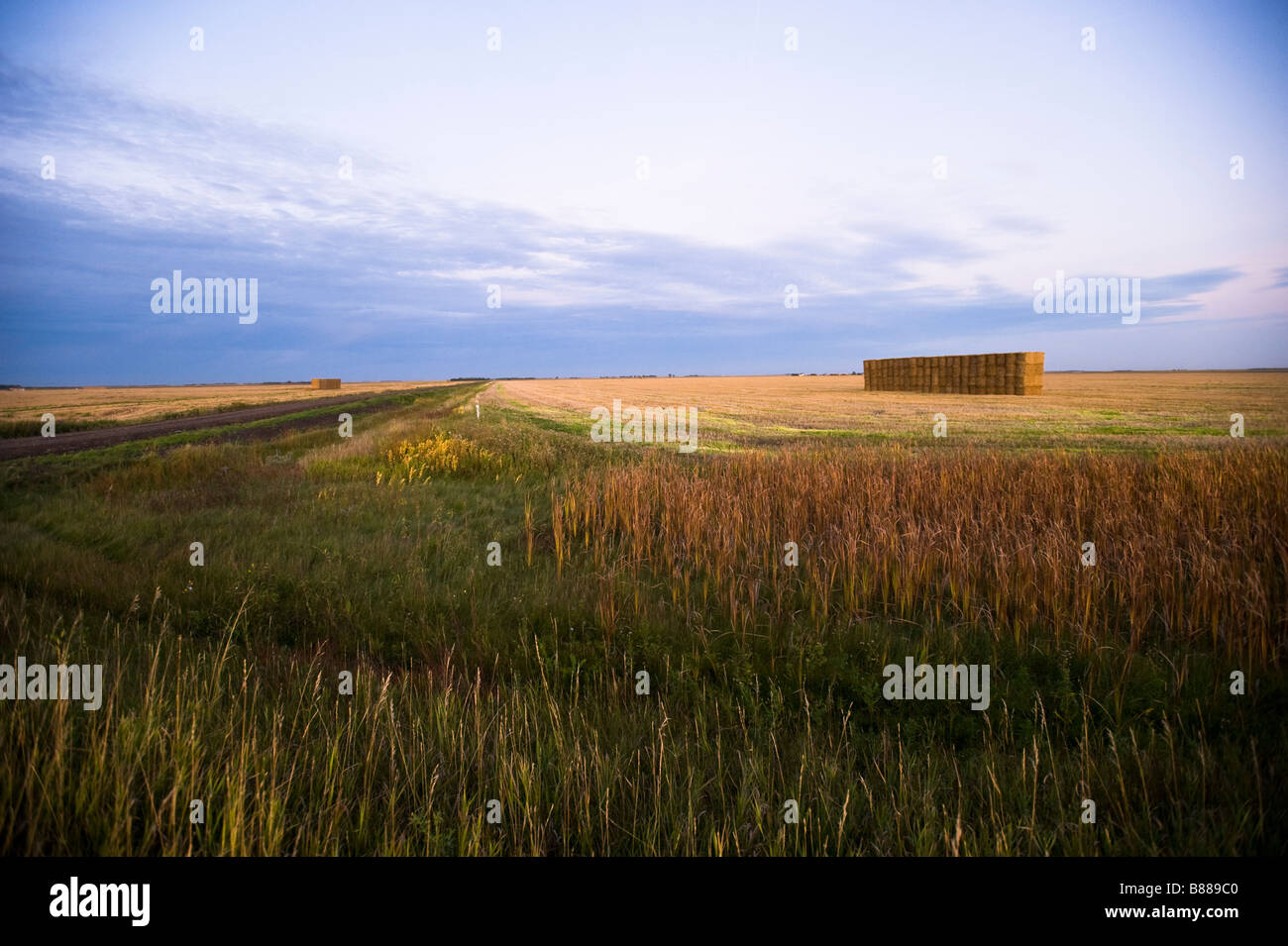 Wheat field in manitoba hi-res stock photography and images - Alamy