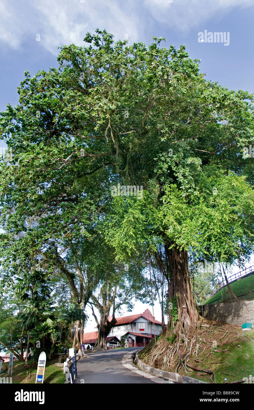 Malacca tree hi-res stock photography and images - Alamy
