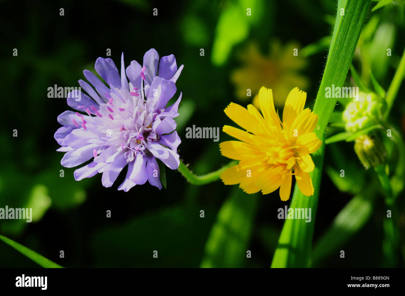 image of Knautia flower Stock Photo - Alamy