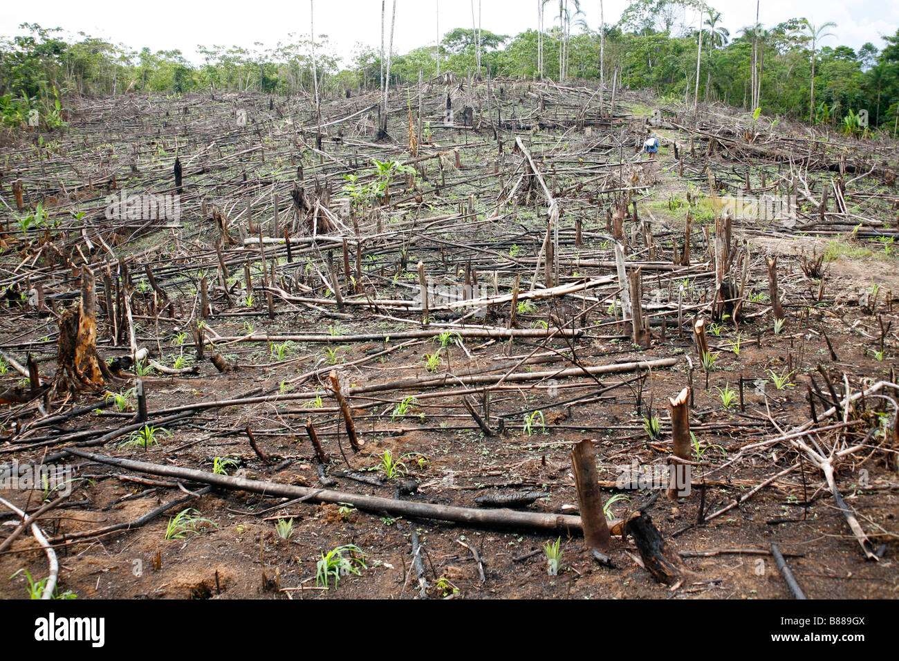 Amazon rainforest cleared slash burn hi-res stock photography and ...