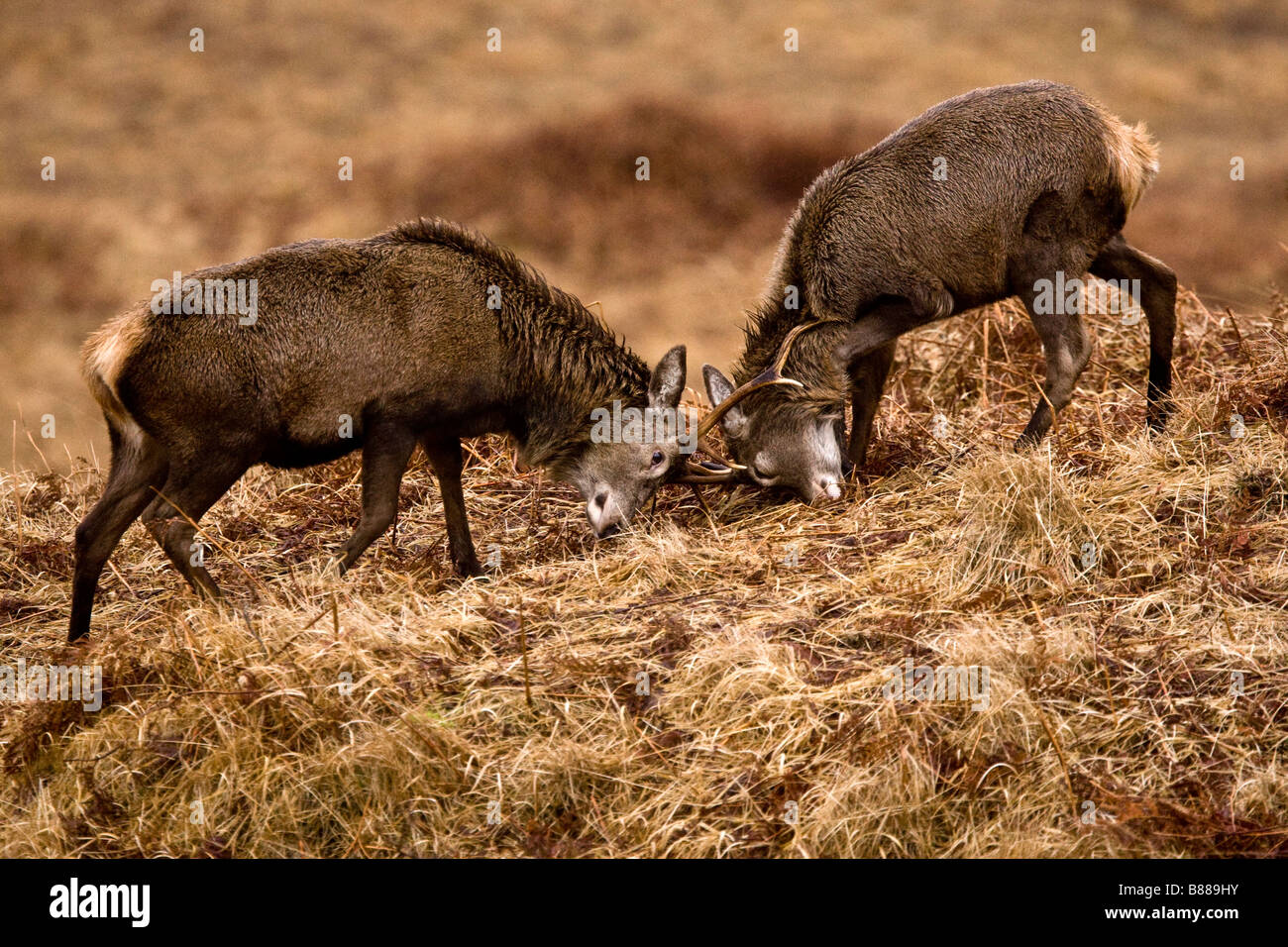 Two young stags fighting in the ferns Stock Photo - Alamy