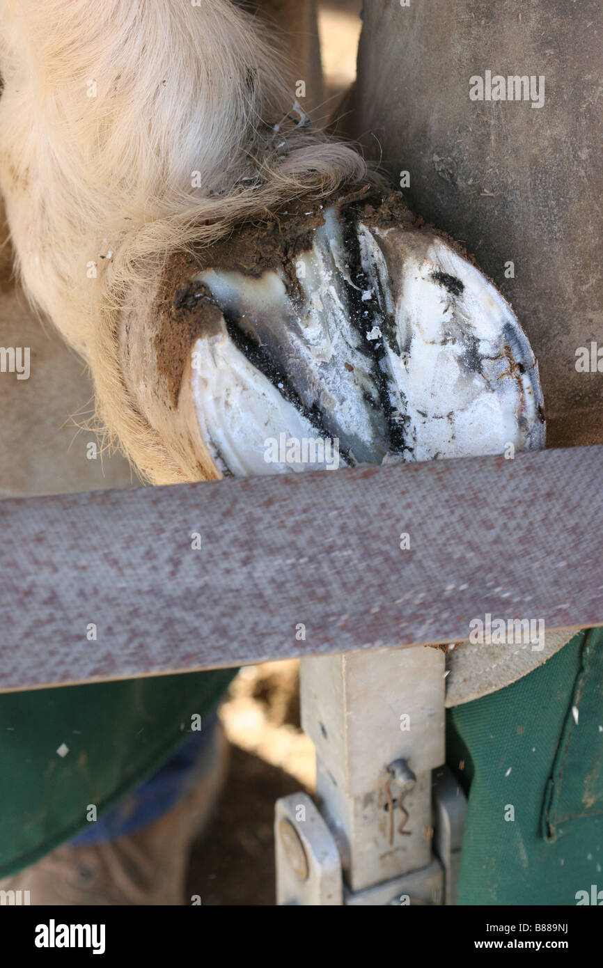 Scraping hoof hi-res stock photography and images - Alamy