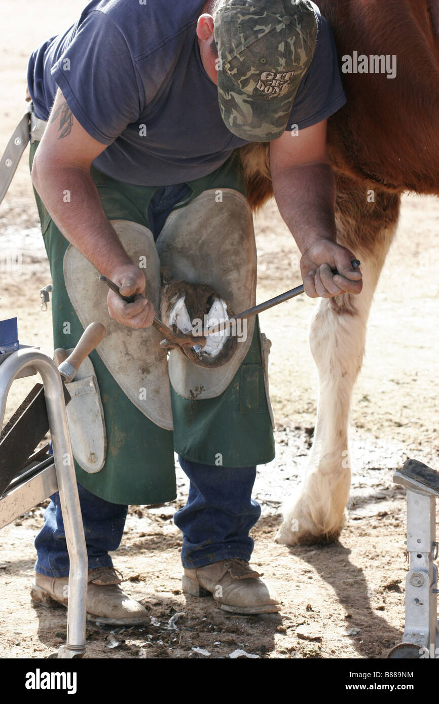 A farrier trims the hoof of a horse Stock Photo - Alamy
