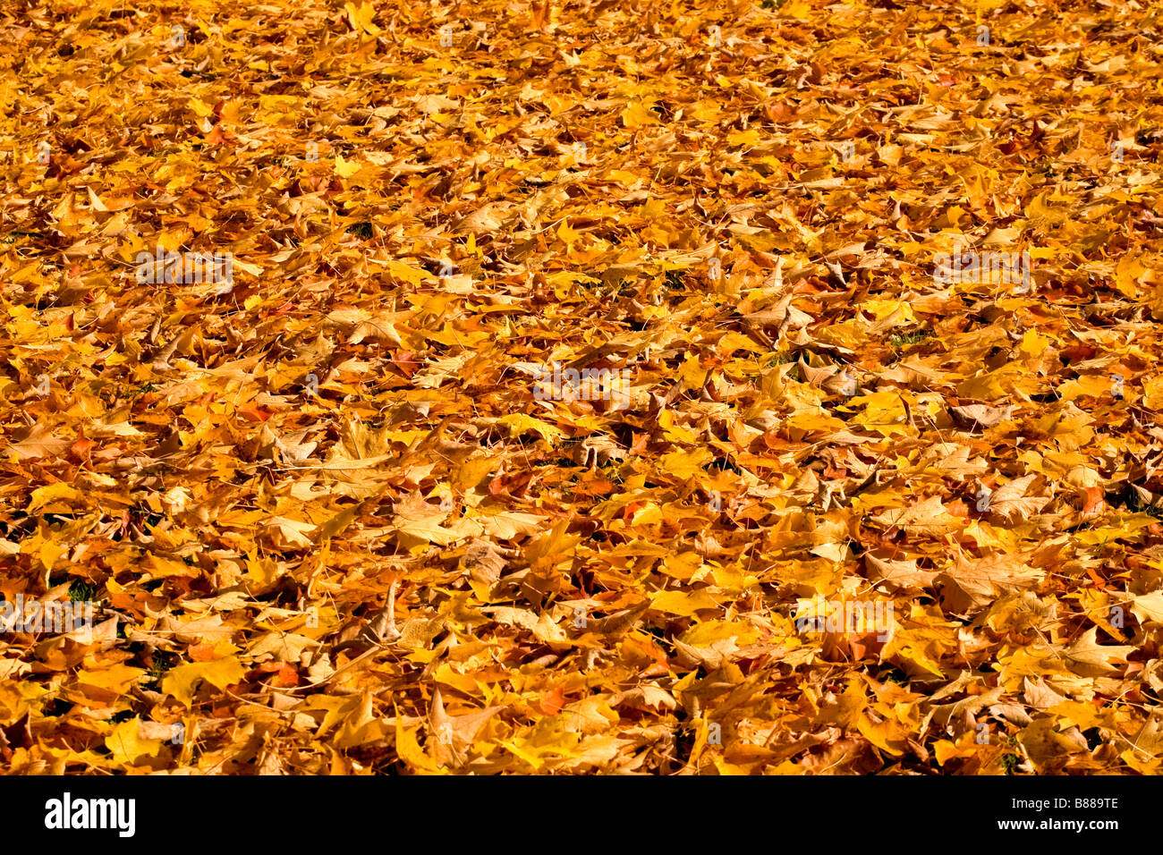 Frames and backgrounds with leaves hi-res stock photography and images ...