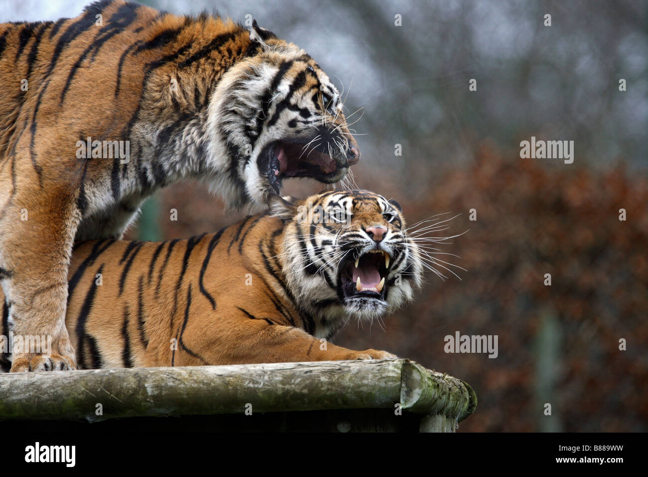 Wallpaper Tigers Fighting