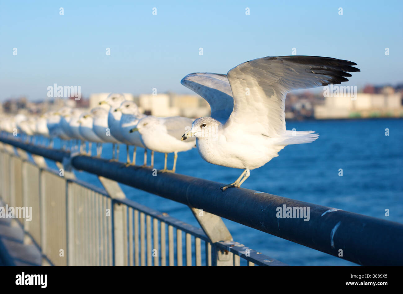 Many seagulls on the wing hi-res stock photography and images - Alamy