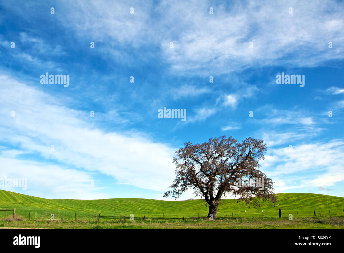 California hills oak tree hi-res stock photography and images - Alamy