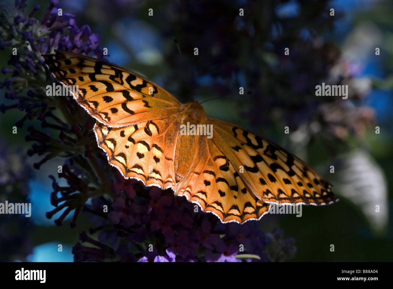 Callippe Fritillary (Speyeria callippe Stock Photo - Alamy