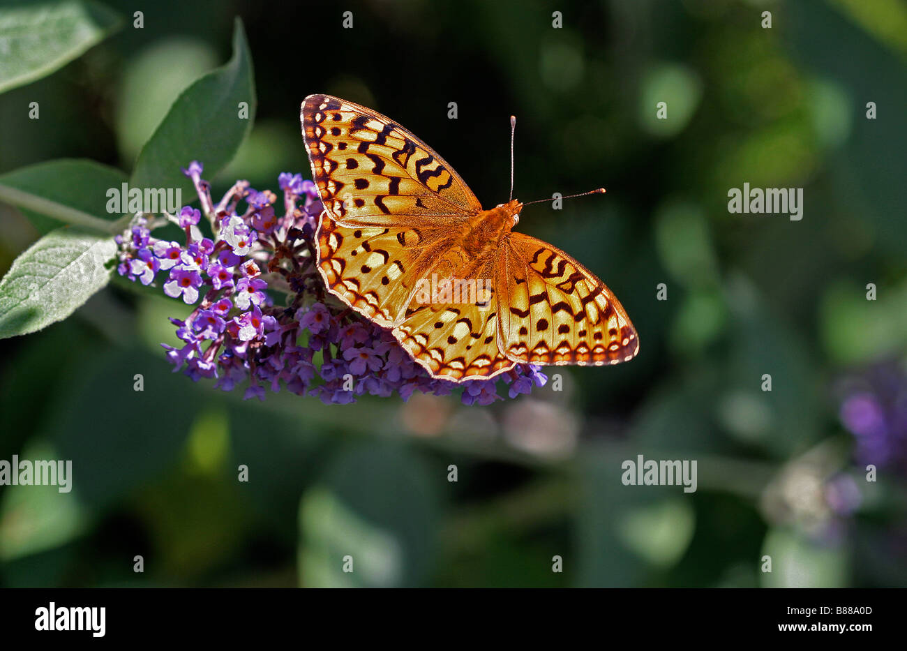 Callippe Fritillary (Speyeria callippe Stock Photo - Alamy