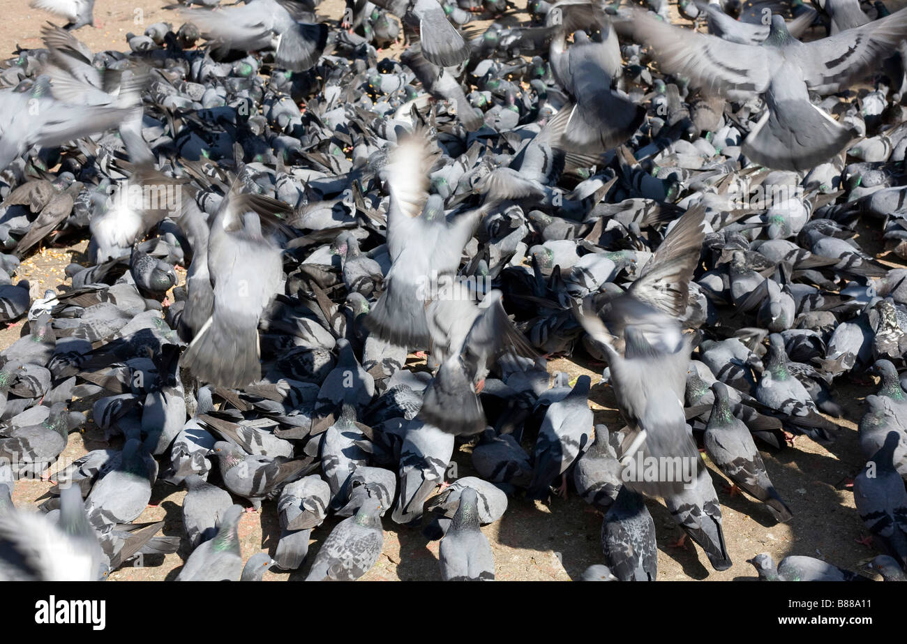 Hundreds pigeons hi-res stock photography and images - Alamy