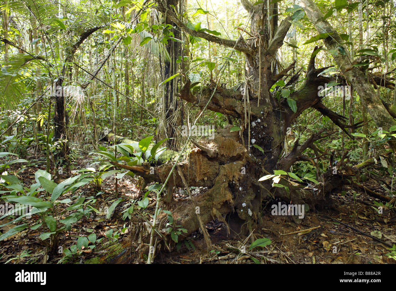 Exposed roots of a fallen tree in tropical rainforest Stock Photo - Alamy