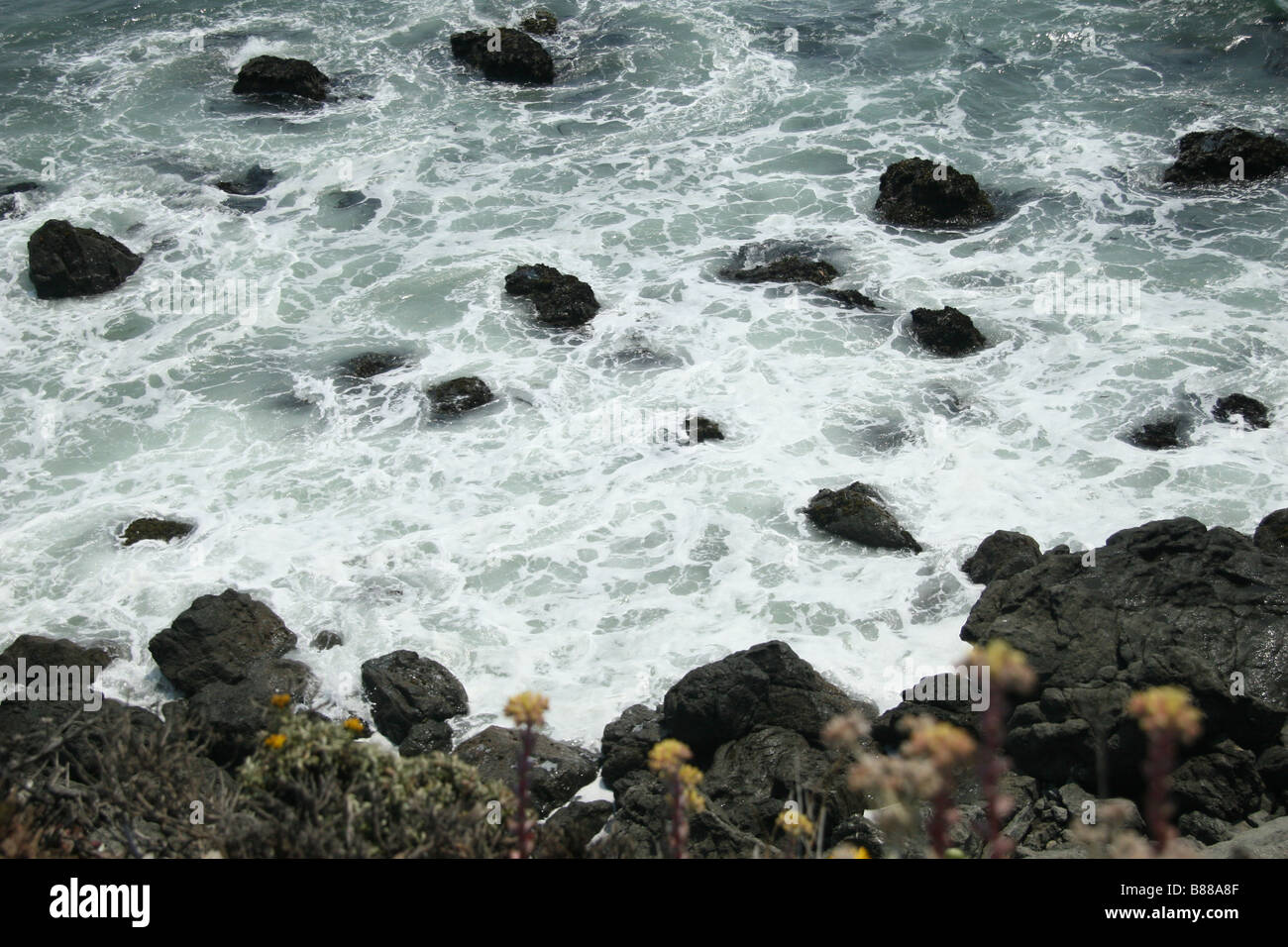 Wildflowers over surf at Carmet Beach, Sonoma Coast State Beach, on the ...