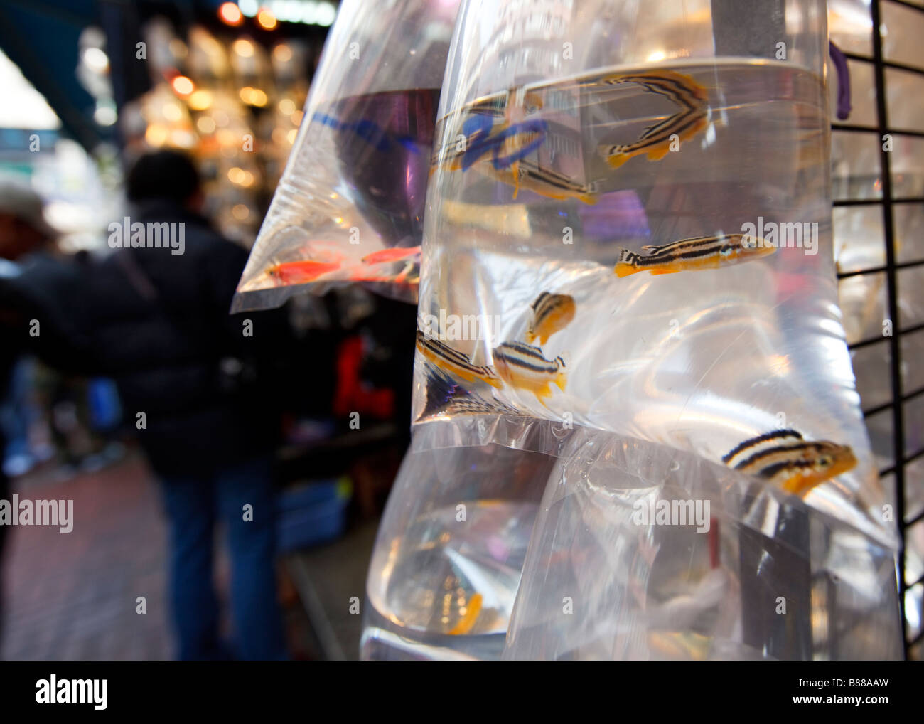 Tung Choi Street [otherwise known as "Fish Street"] is located in ...