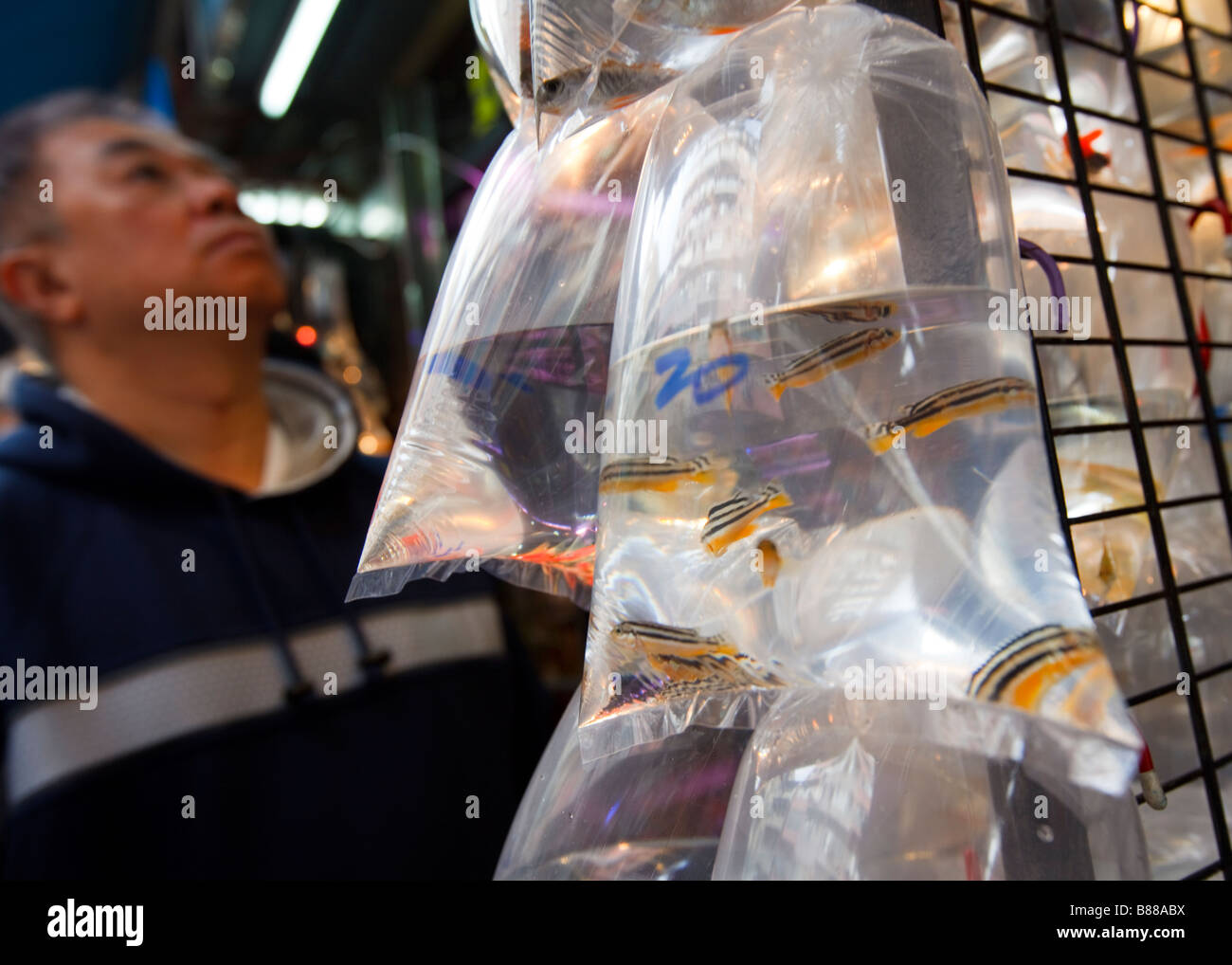 Tung Choi Street [otherwise known as "Fish Street"] is located in ...
