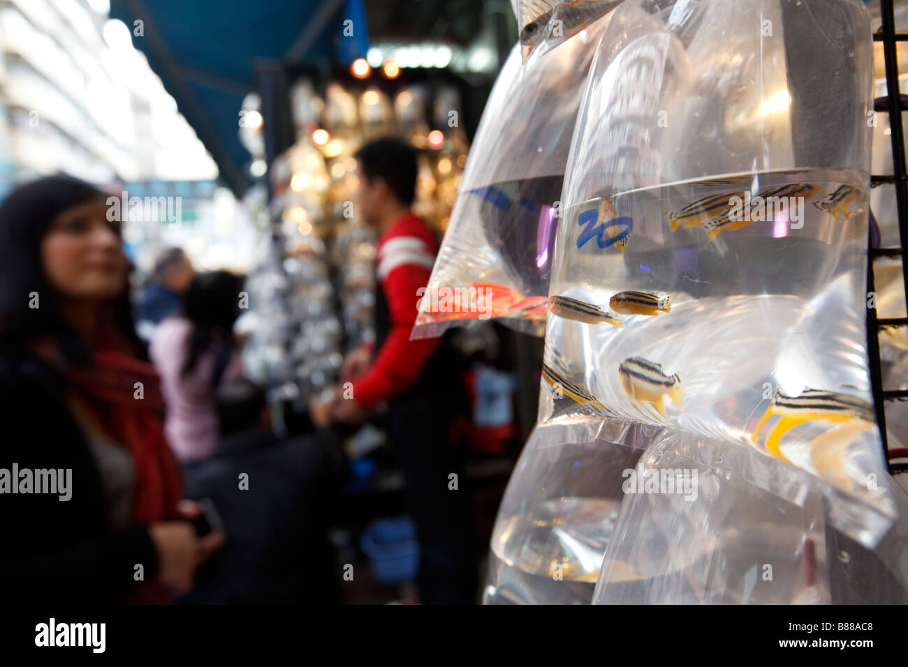 Tung Choi Street [otherwise known as "Fish Street"] is located in ...