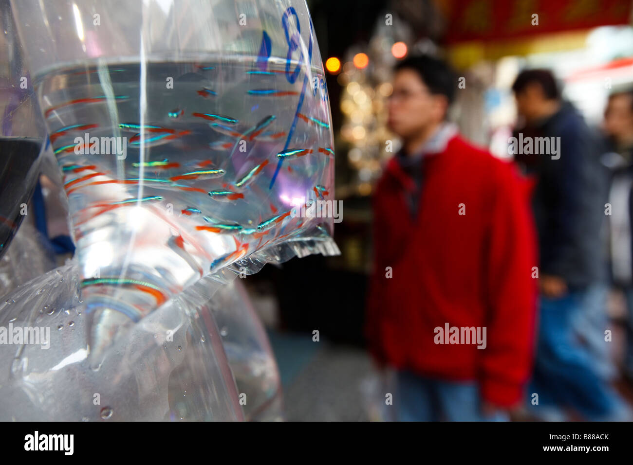 Tung Choi Street [otherwise known as "Fish Street"] is located in ...