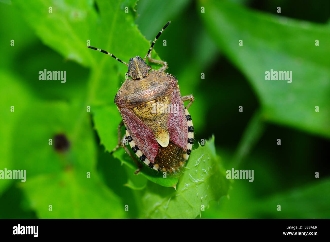 image of stinkbug Stock Photo - Alamy