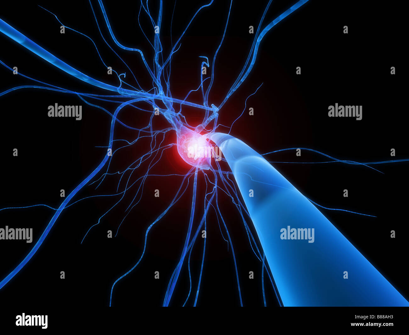 active nerve cell Stock Photo - Alamy