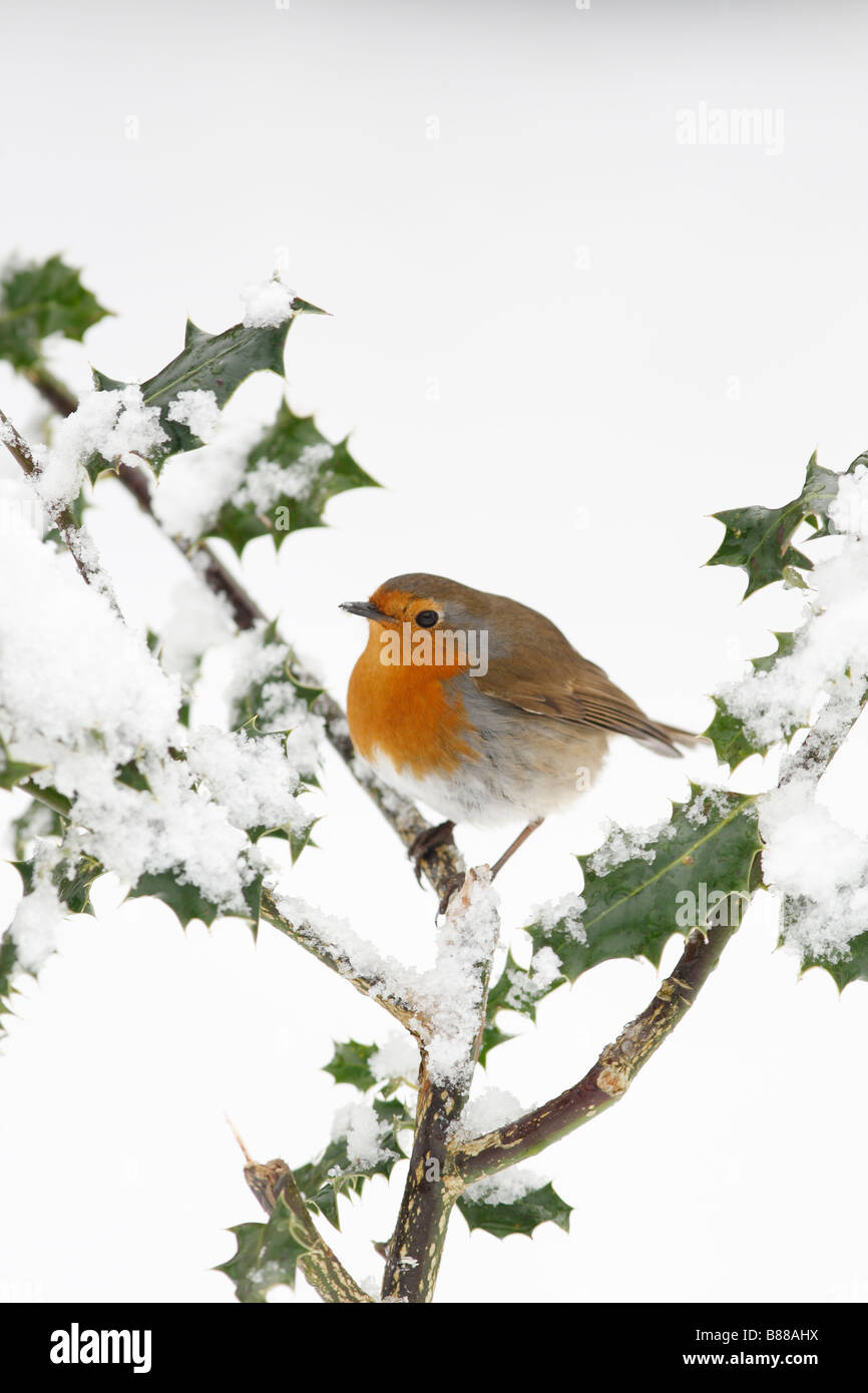 Robin with holly hi-res stock photography and images - Alamy