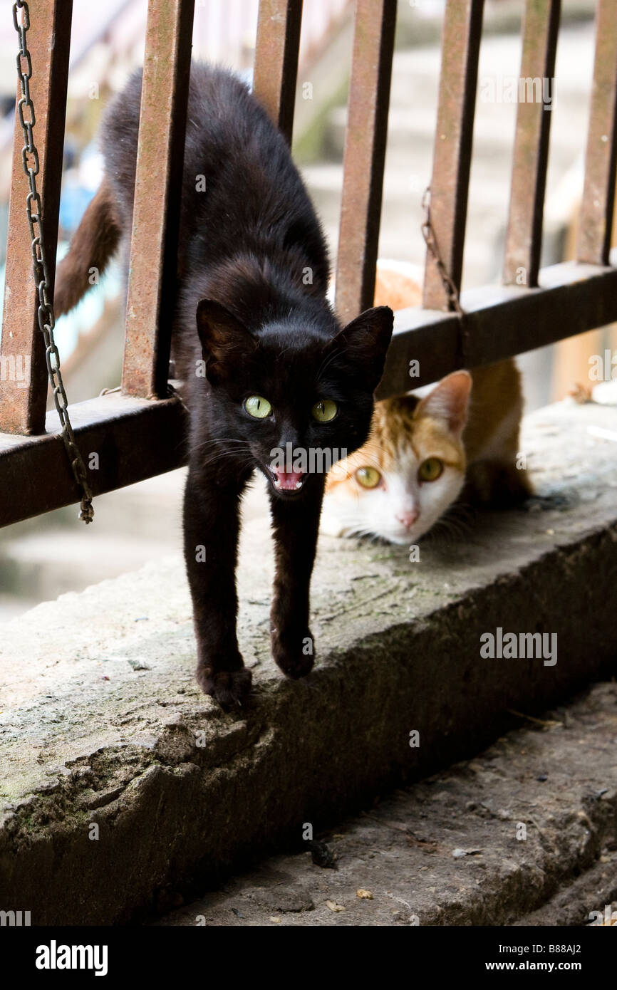 Vietnam cats hi-res stock photography and images - Alamy