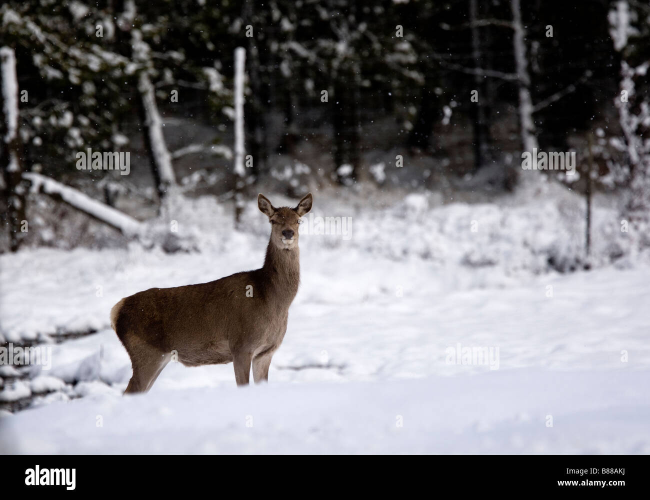 A red doe deer in a snow scene Stock Photo - Alamy