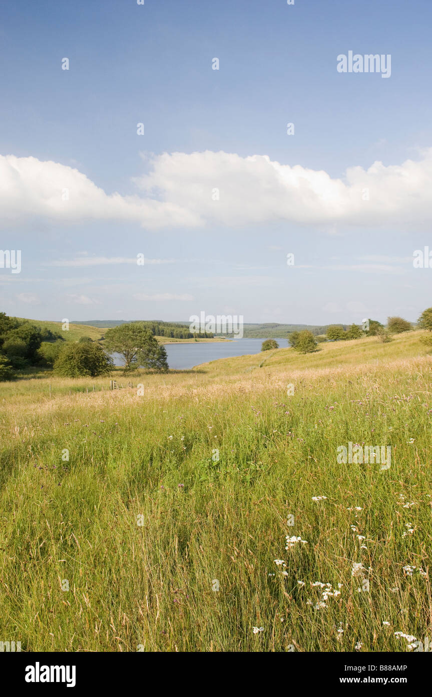 A meadow by Stocks Reservoir in the Forest of Bowland Area of ...