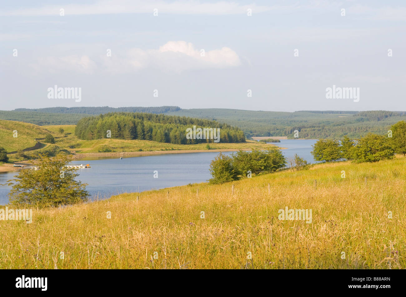 Grasses by Stocks Reservoir in the Forest of Bowland Area of ...
