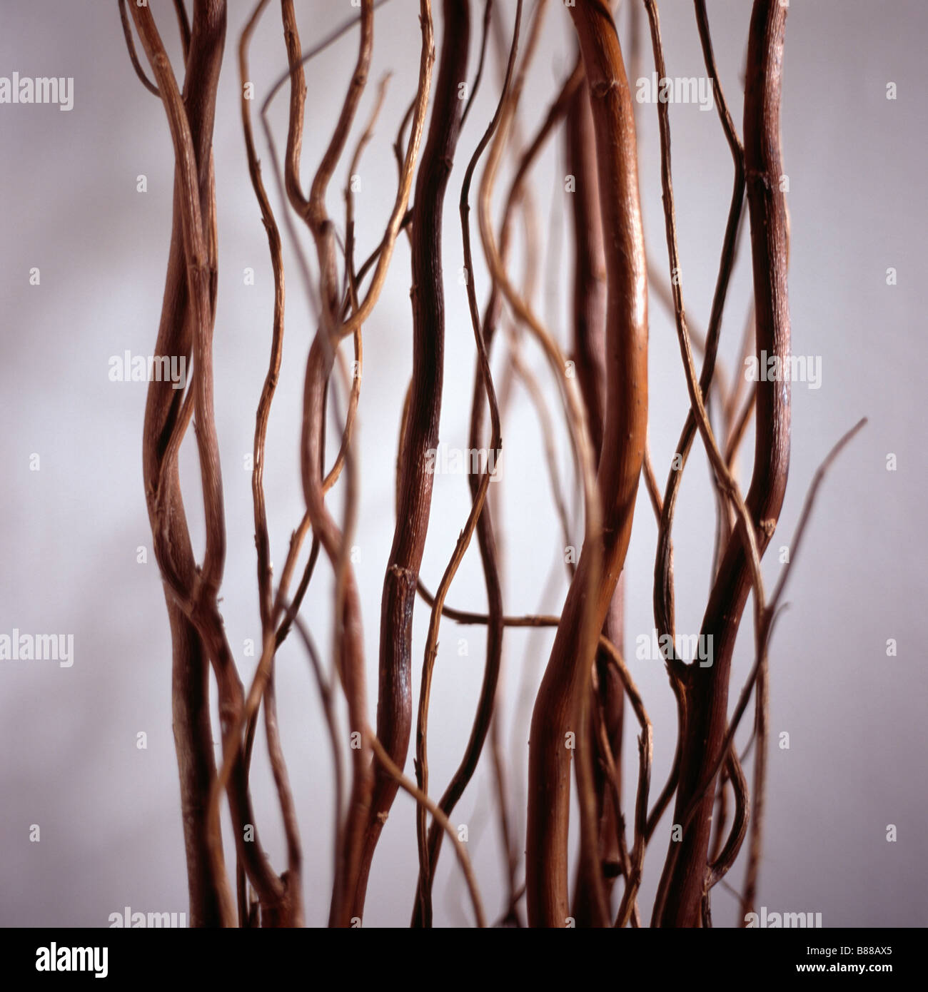 A bunch of ornamental brown twigs Stock Photo - Alamy