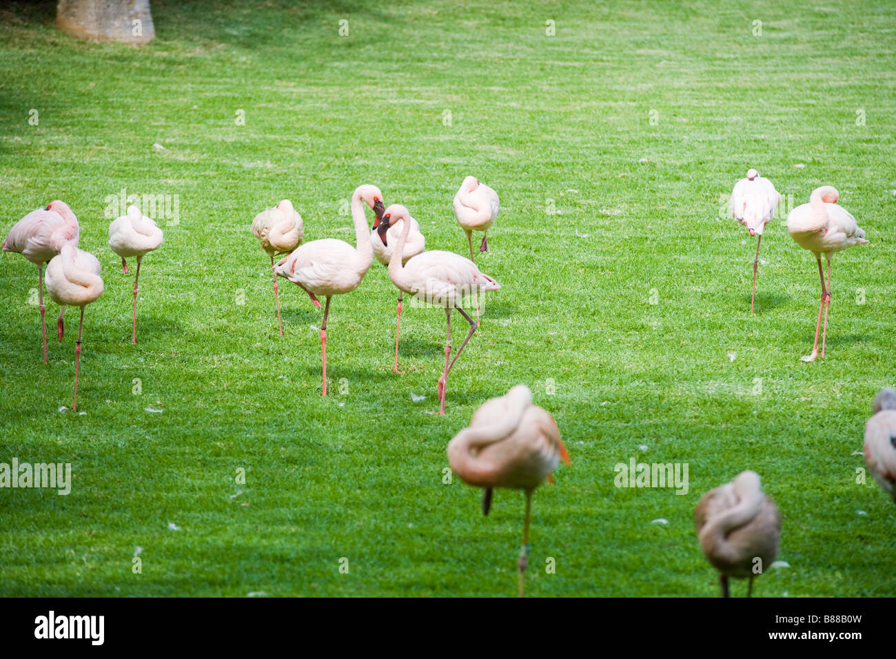 Flamingo flying low hi-res stock photography and images - Alamy