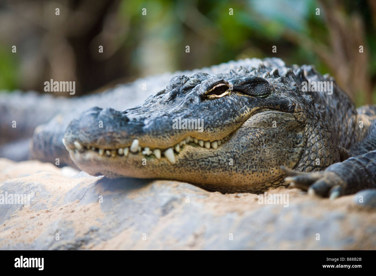 Crocodile waiting for prey hi-res stock photography and images - Alamy