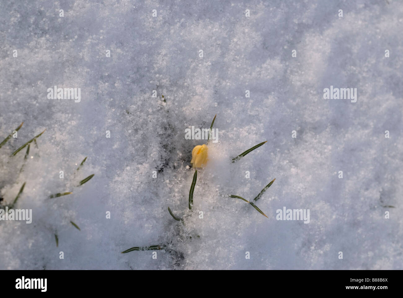 Crocus corm hi-res stock photography and images - Alamy