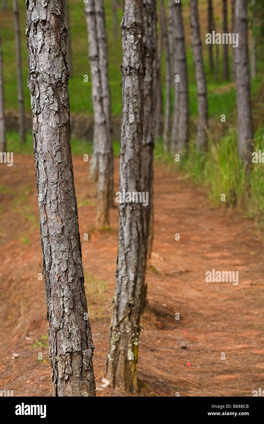 Bark path hi-res stock photography and images - Alamy
