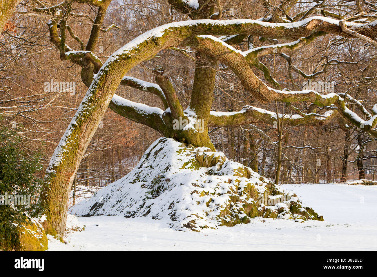 Oak trees in the snow in Ambleside Cumbria UK Stock Photo - Alamy
