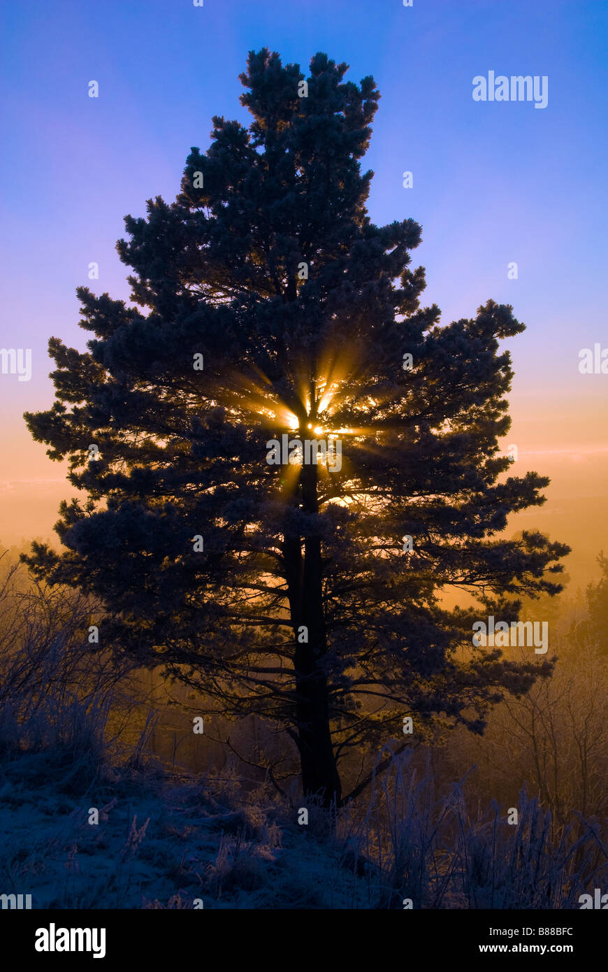 Sunset throught a pine tree Stock Photo - Alamy