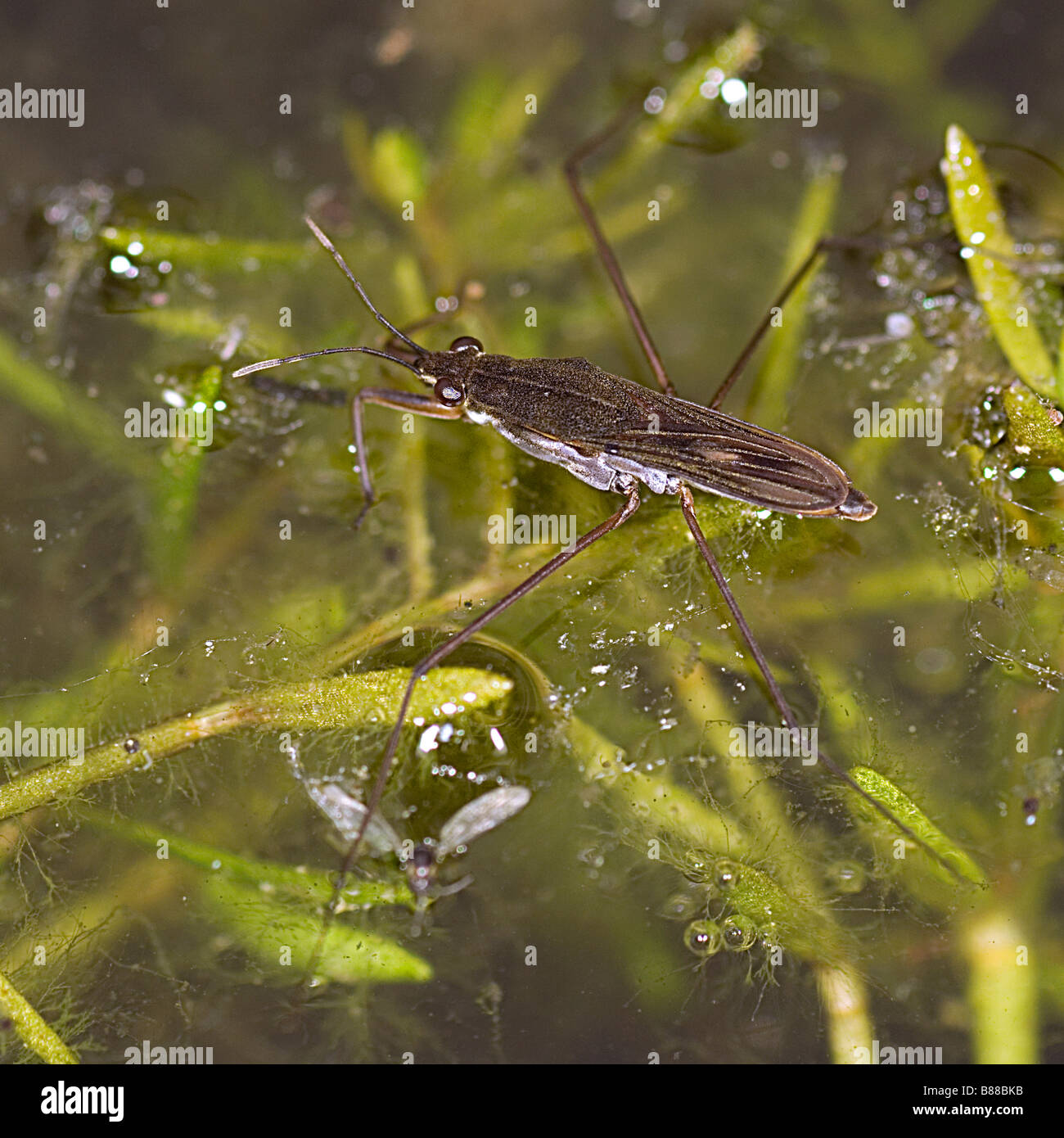 Insects and water hi-res stock photography and images - Alamy