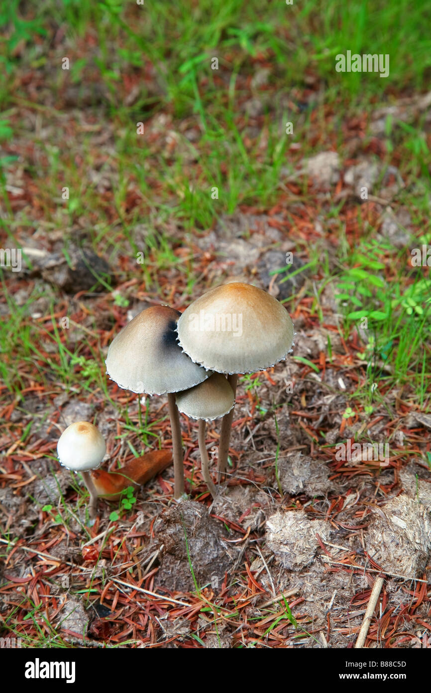 wild mushrooms with slug Stock Photo - Alamy