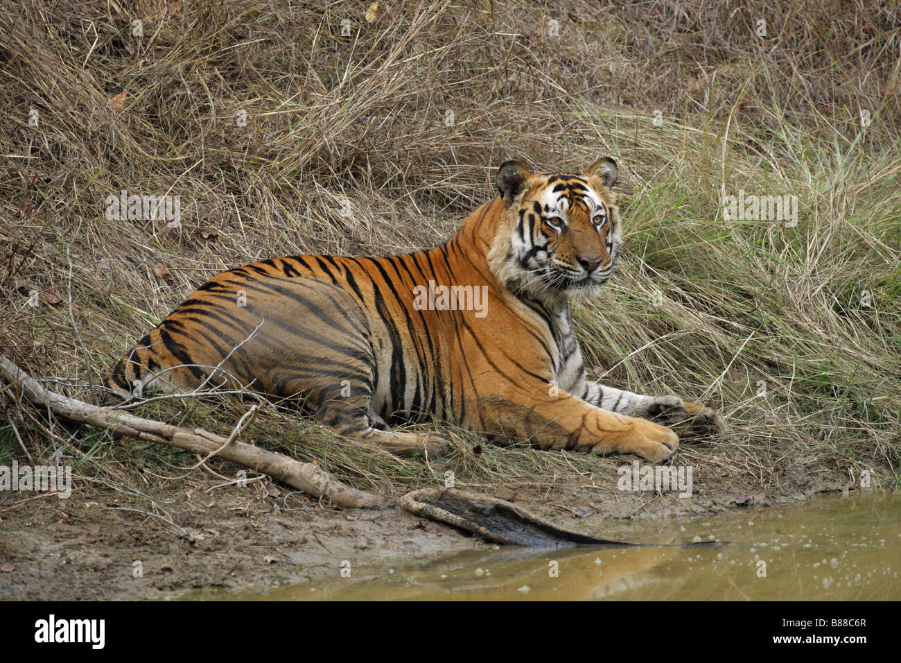 Bengal Tiger Panthera tigris male with wet fur lying by the side of a ...