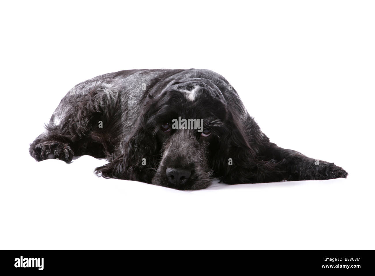 English Cocker Spaniel Dog Single Female Puppy Laying Studio Stock ...