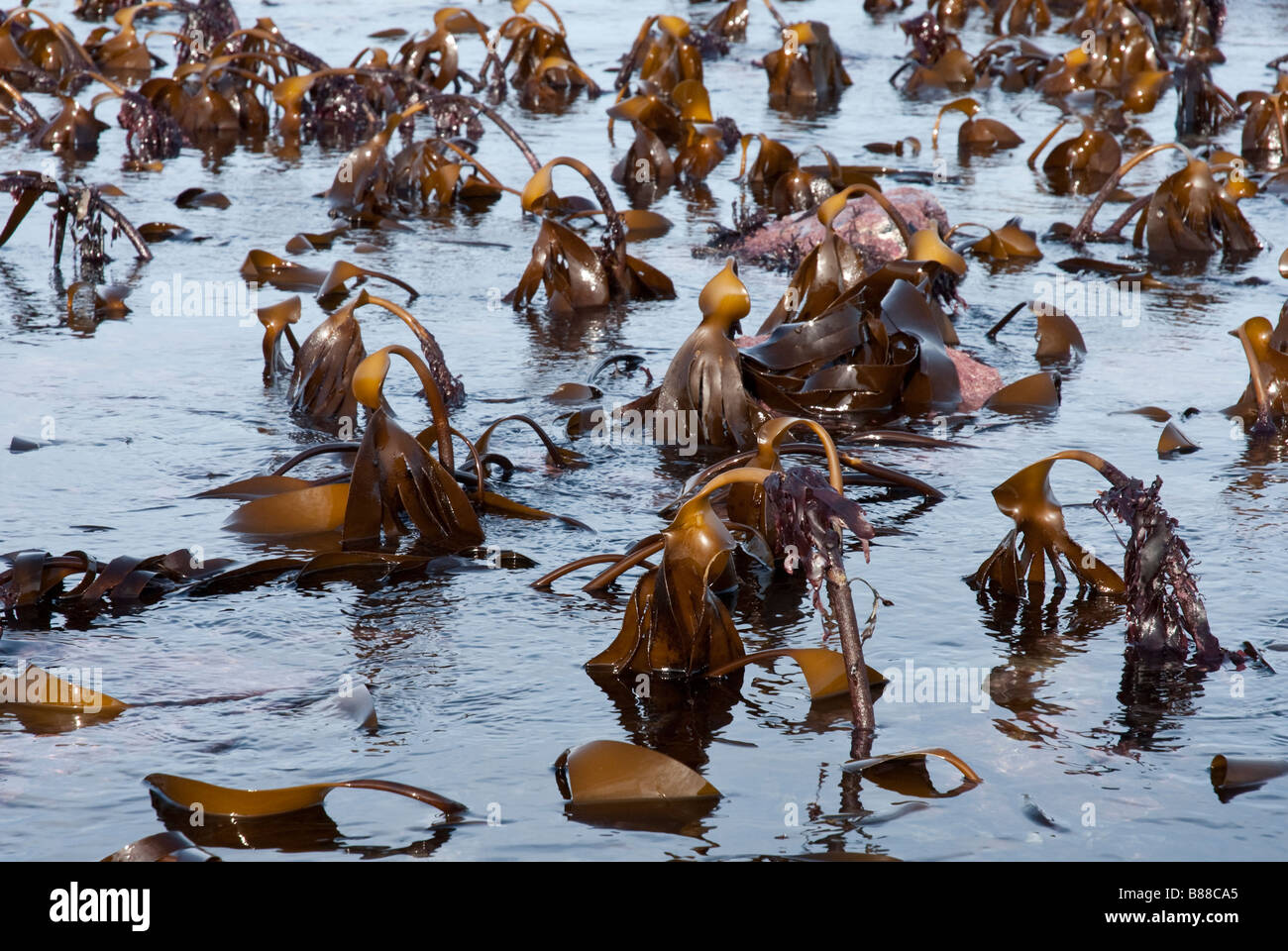 Kelp (laminaria digitata, or Tangle Oarweed) exposed on a low spring ...