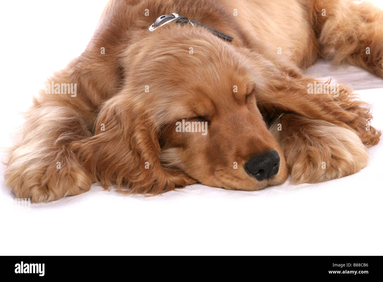 cocker spaniel puppy sleeping studio Stock Photo - Alamy
