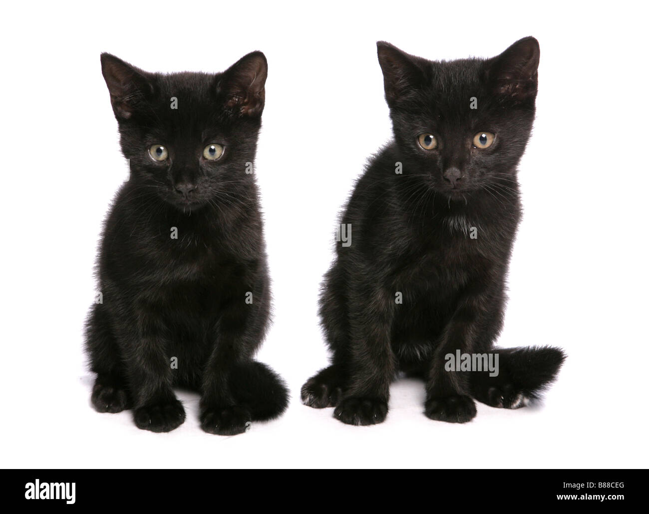 Two domestic cat kitten Cut Out Stock Images & Pictures - Alamy