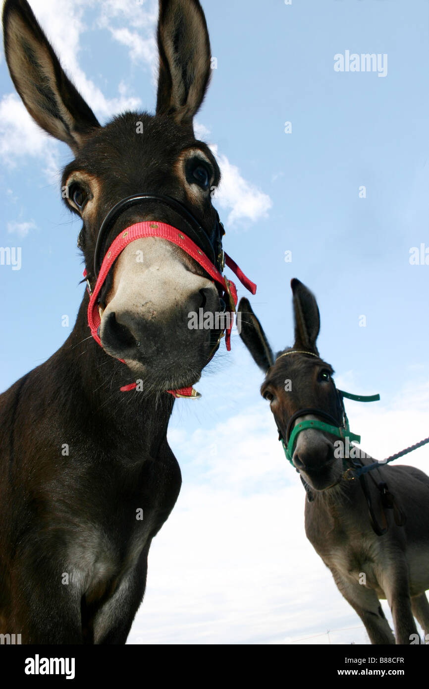 Donkeys hi-res stock photography and images - Alamy