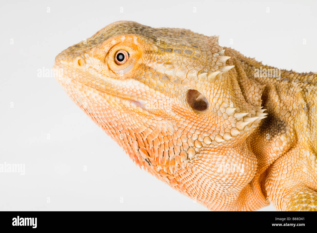 Bearded dragon hi-res stock photography and images - Alamy
