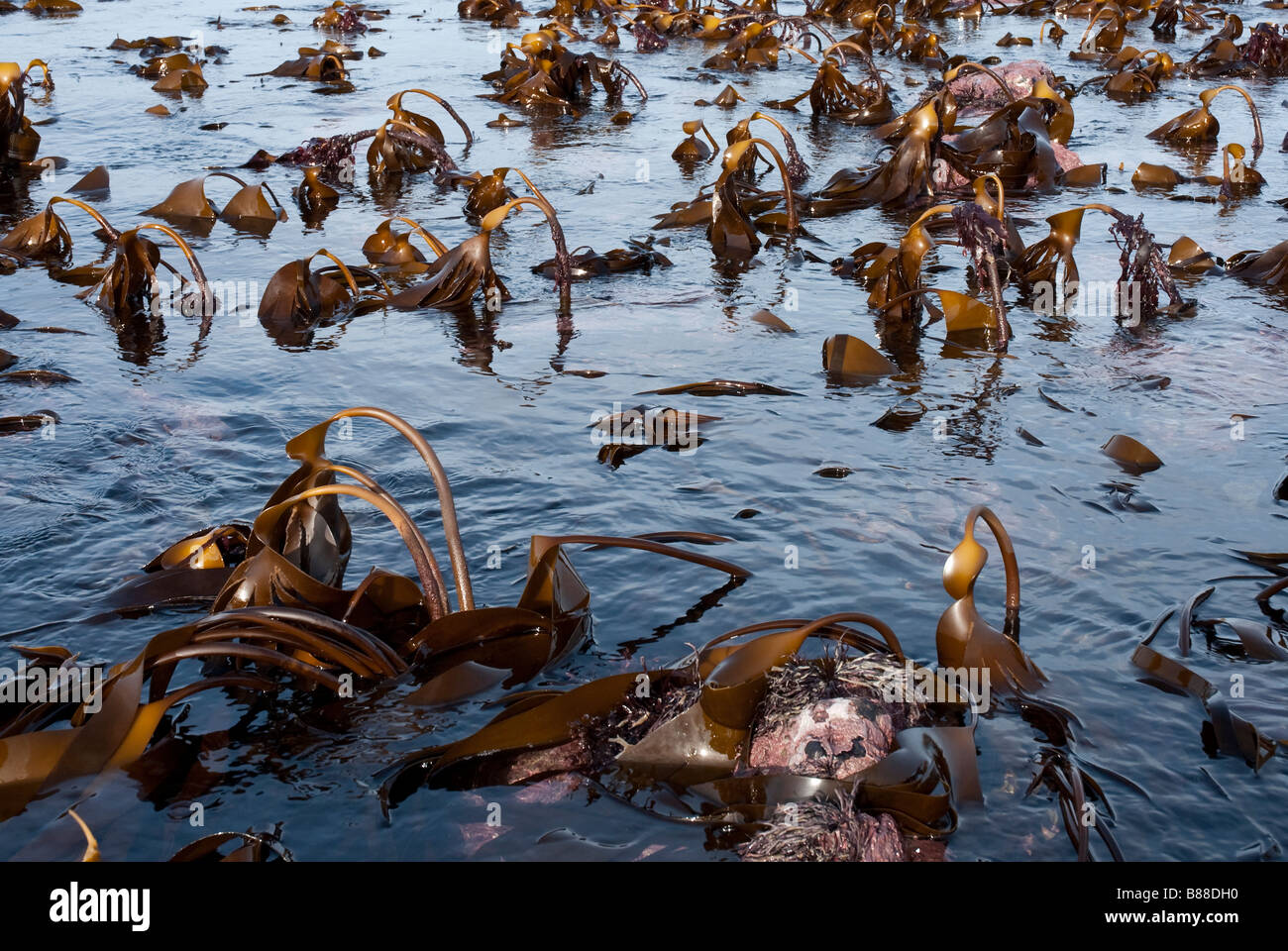 Kelp (laminaria digitata, or Tangle Oarweed) exposed on a low spring ...