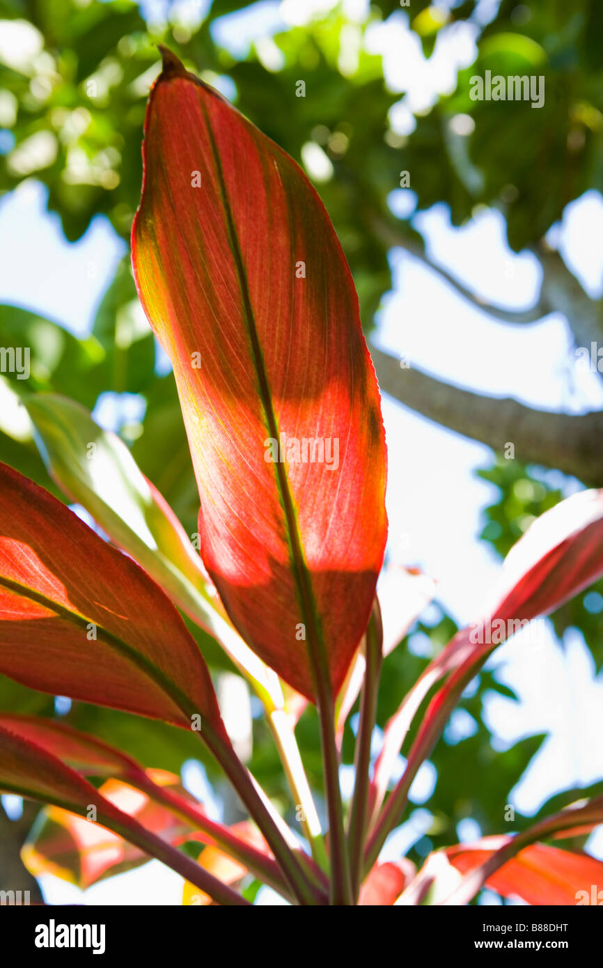 Maui tropical plants hi-res stock photography and images - Alamy