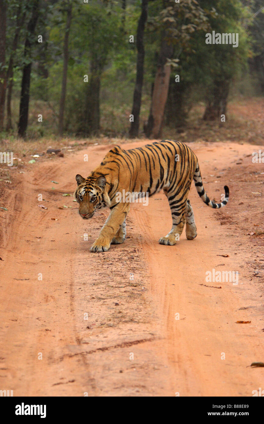 Bengal Tiger Panthera tigris walking on a dirt road and sniffing the ...