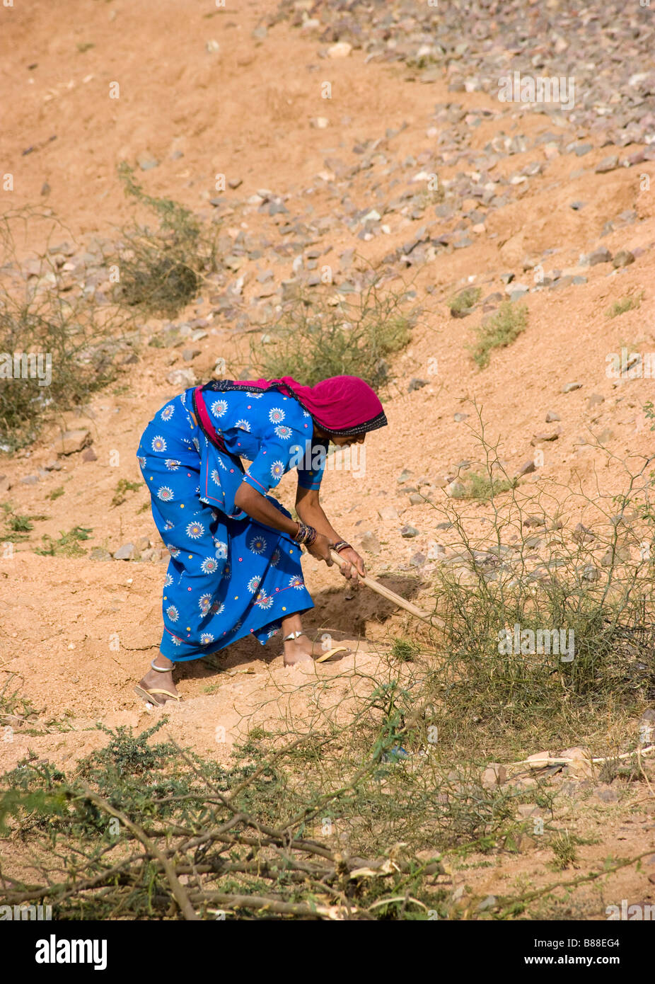 Village woman working in field Rajasthan India Stock Photo - Alamy