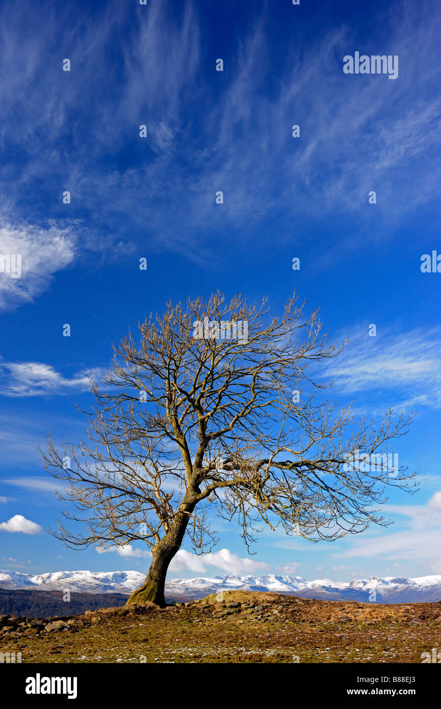 Ash tree and the Lakeland fells in Winter. Hag End. Lake District ...