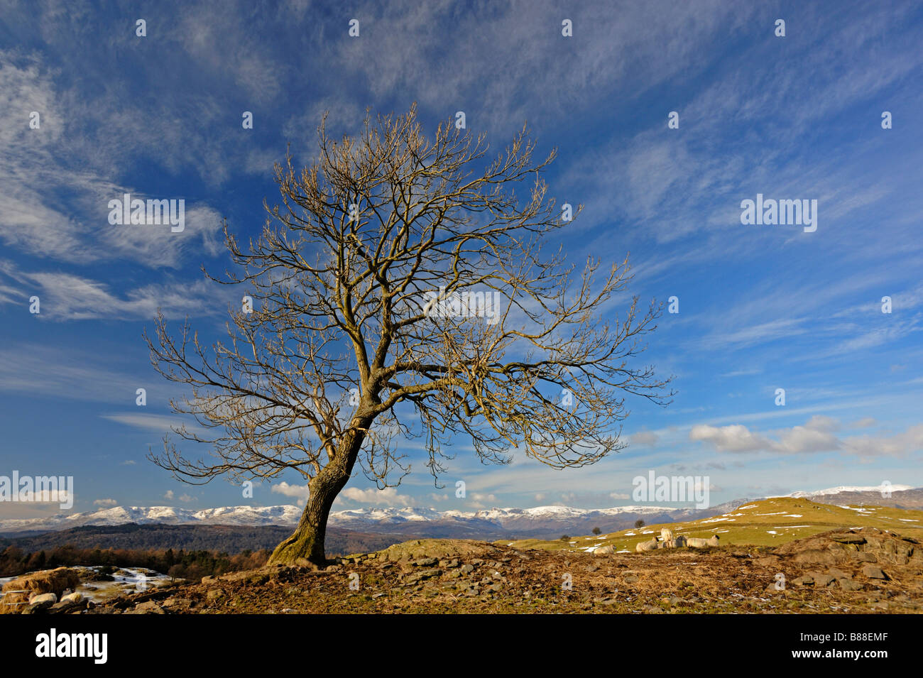 Ash tree and the Lakeland fells in Winter. Hag End. Lake District ...
