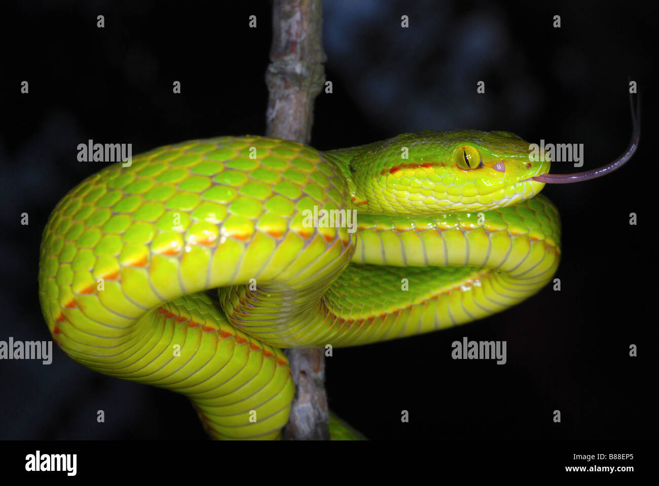 Pit viper assam hi-res stock photography and images - Alamy